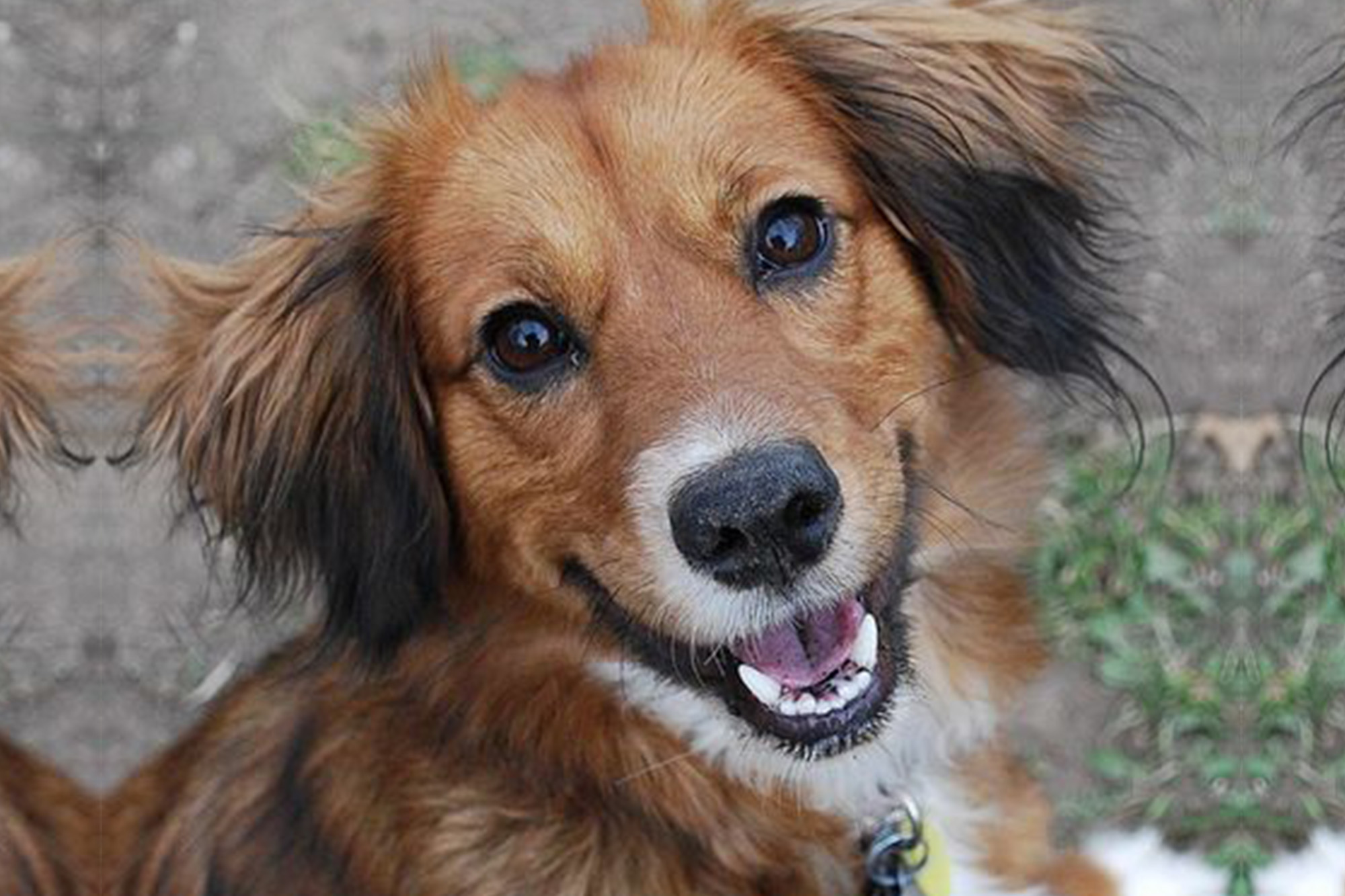 Doggy Daycare in Kansas City and Olathe